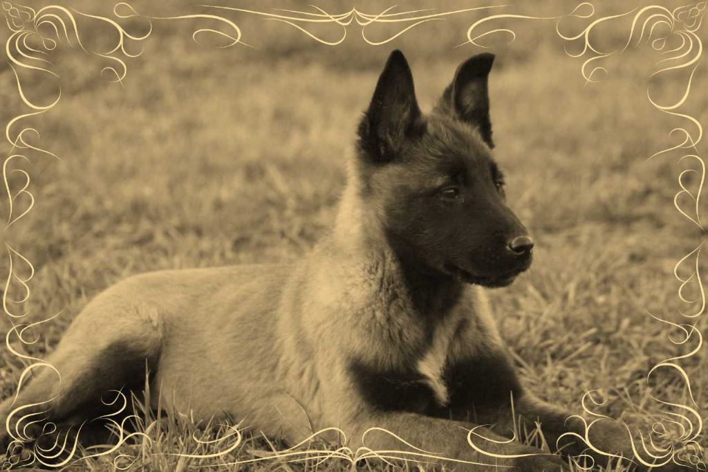 Accueil - Elevage Du Domaine D'aillam Tenroc - eleveur de chiens Berger ...